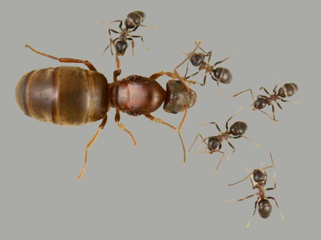 Lasius emarginatus – Mravčia farma