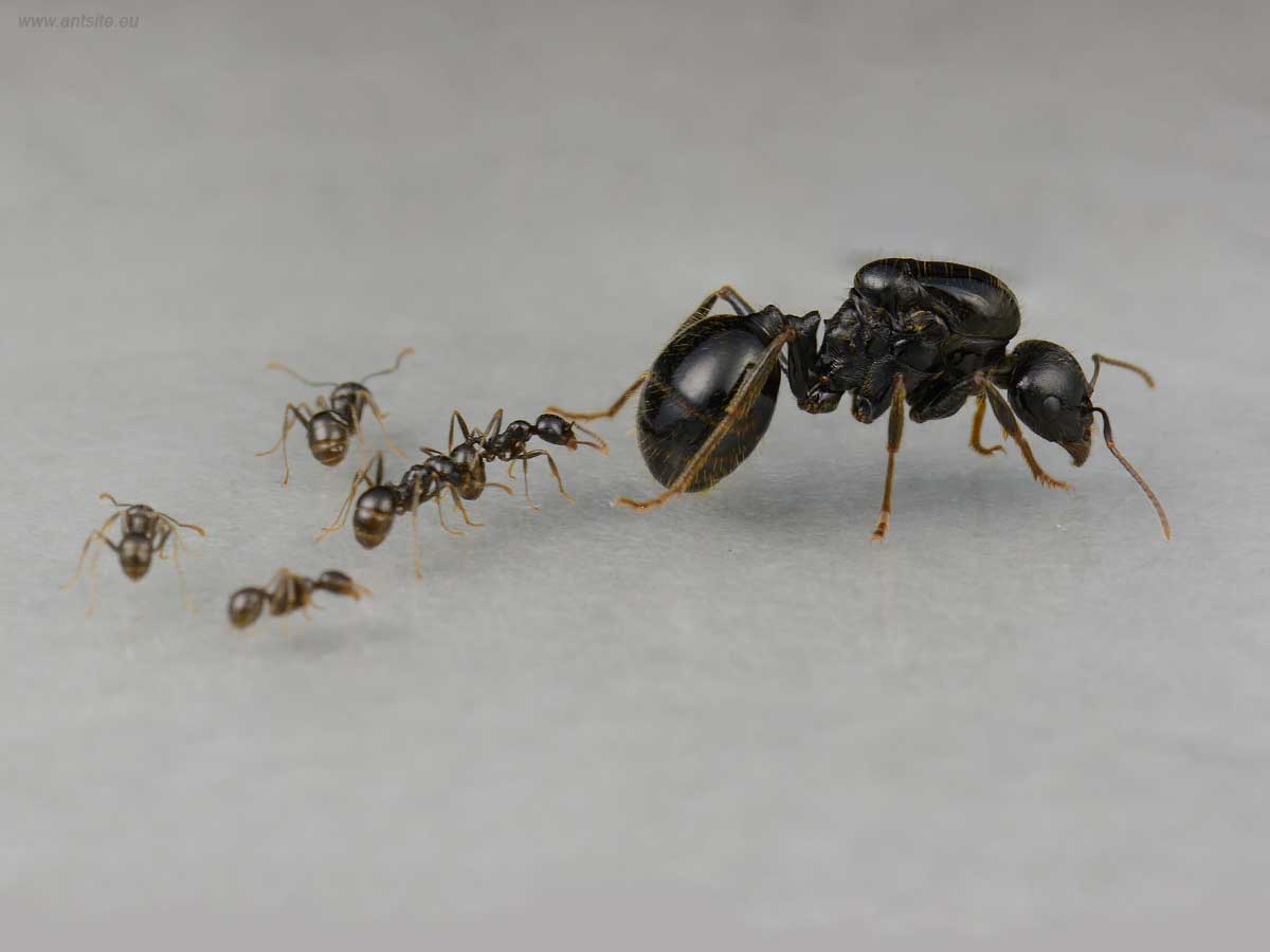 Messor capitatus (harvester ant) | ANTSITE.EU