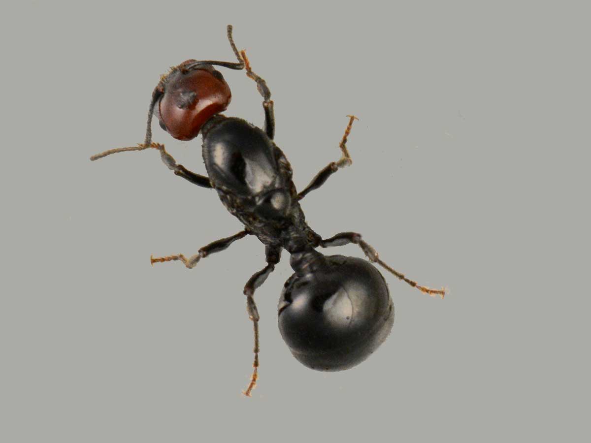 Messor angularis – Hangyafarm