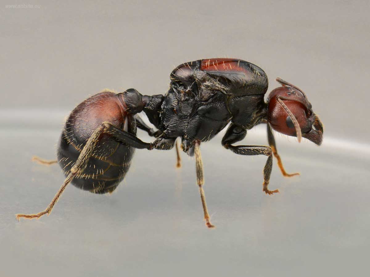 Messor cephalotes | ANTSITE.EU